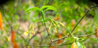 Dictyonema huaorani - New species of psychedelic lichen discovered ...