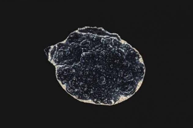 How LSD, DMT, And Caffeine Look Under the Microscope - Sociedelic