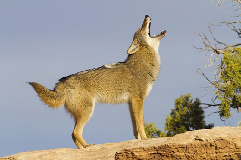 Are Stoned, Hallucinating Coyotes Terrorizing California Drivers ...