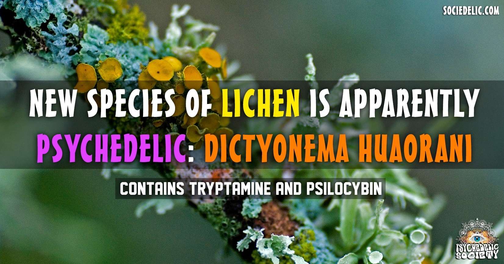 Dictyonema huaorani - New species of psychedelic lichen discovered ...