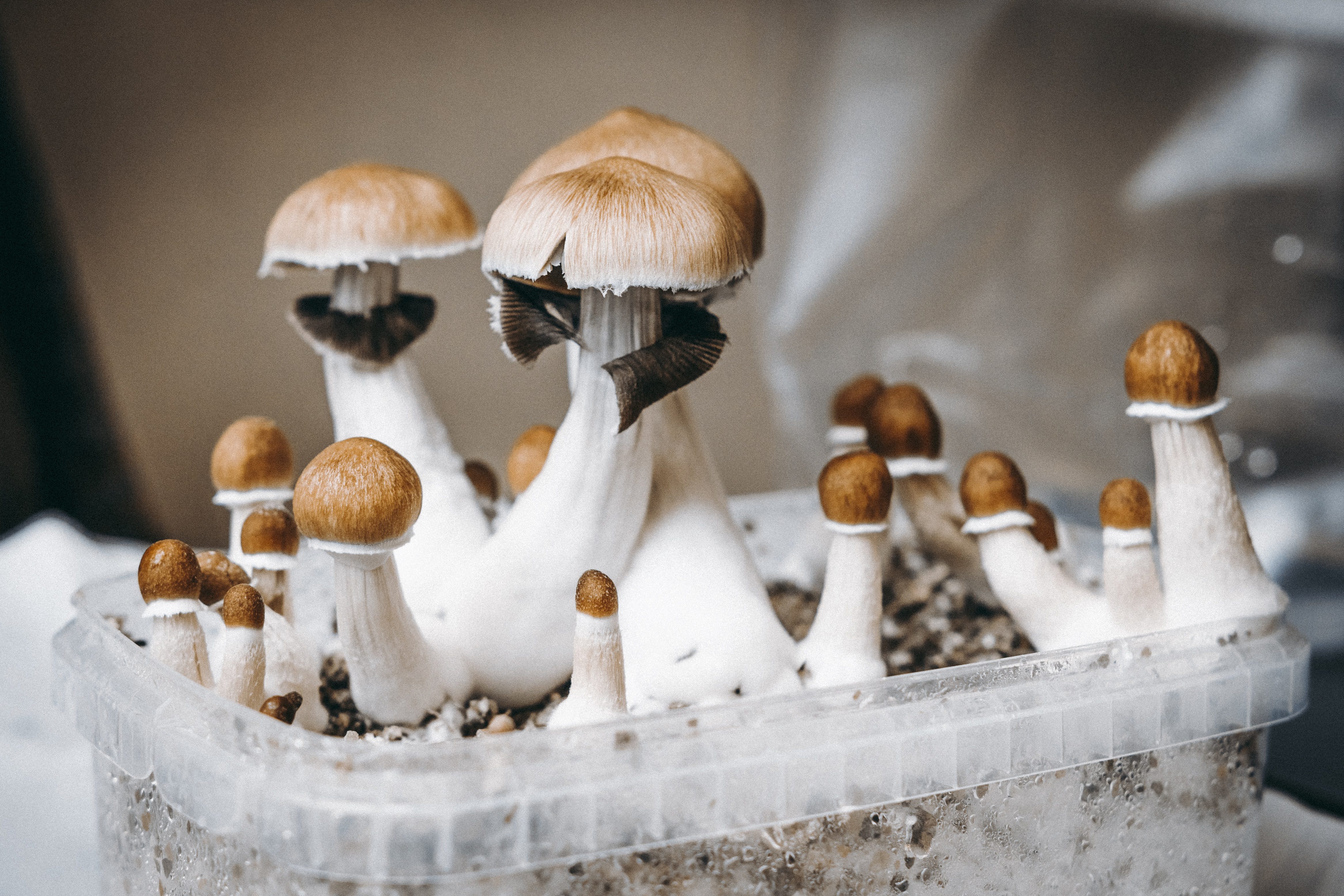 How Psychedelics (Psilocybin) can Treat Mental Disorders Naturally ... How Psychedelics (Psilocybin) can Treat Mental Disorders Naturally ...