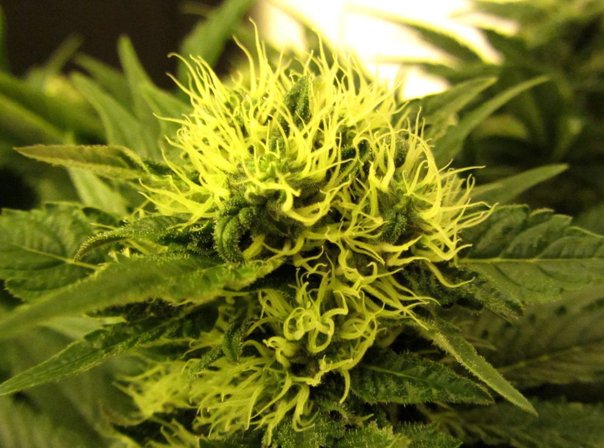 White Berry: Why New and Seasoned Users Love This Strain?