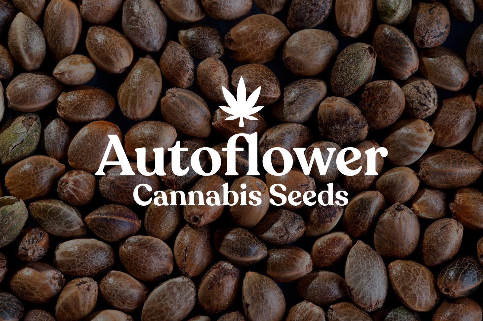 Autoflowering Grow Guide: How To Grow Autoflower Cannabis Seeds